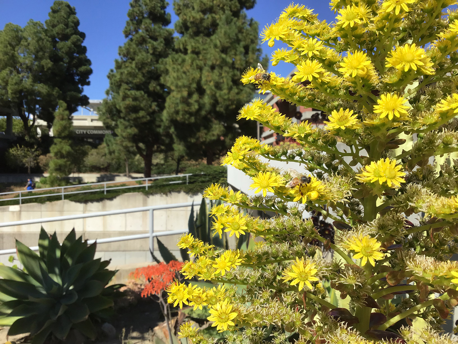 Spring in bloom around the SDCCD